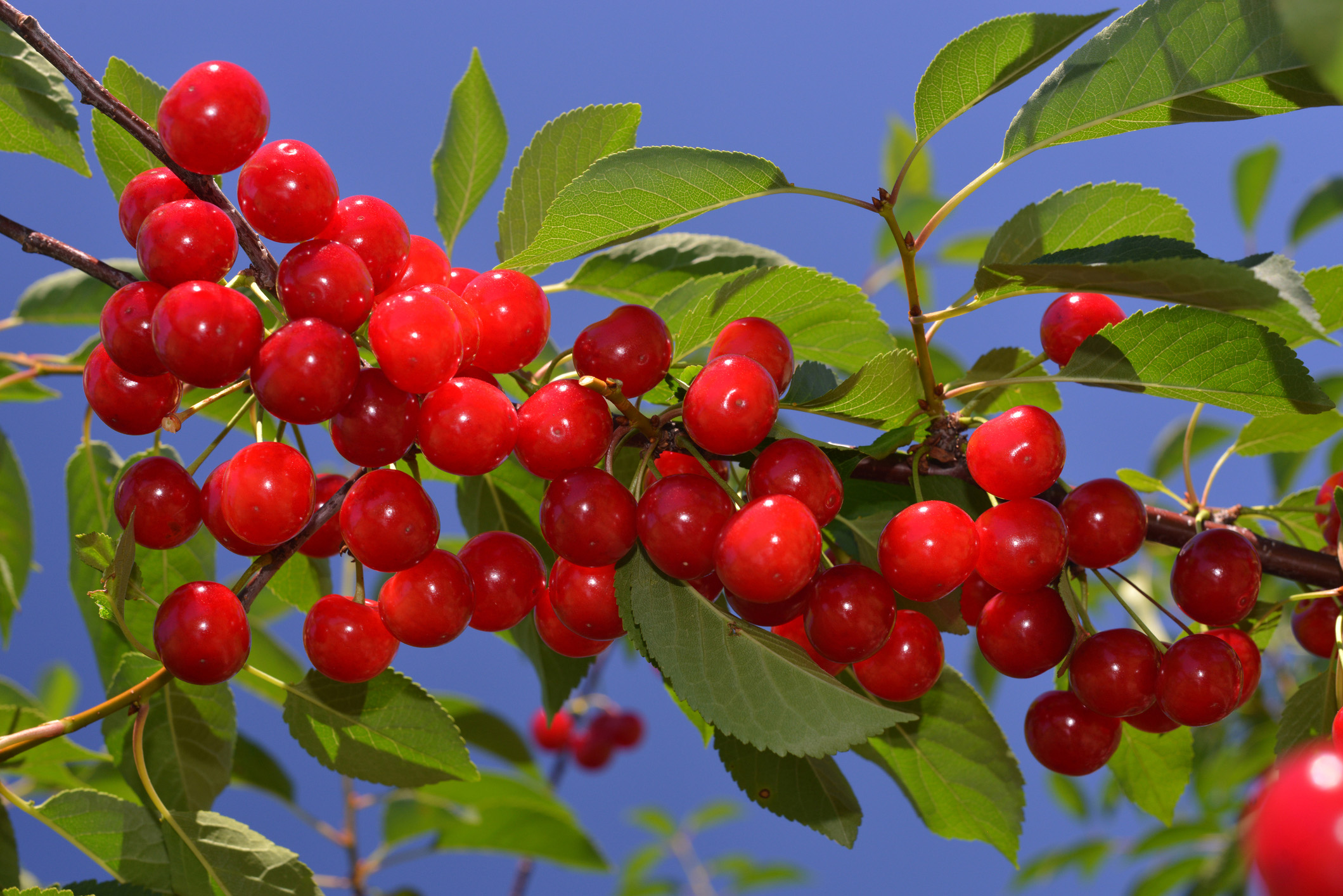 Growing up picking cherries in Michigan | MSUToday | Michigan State ...