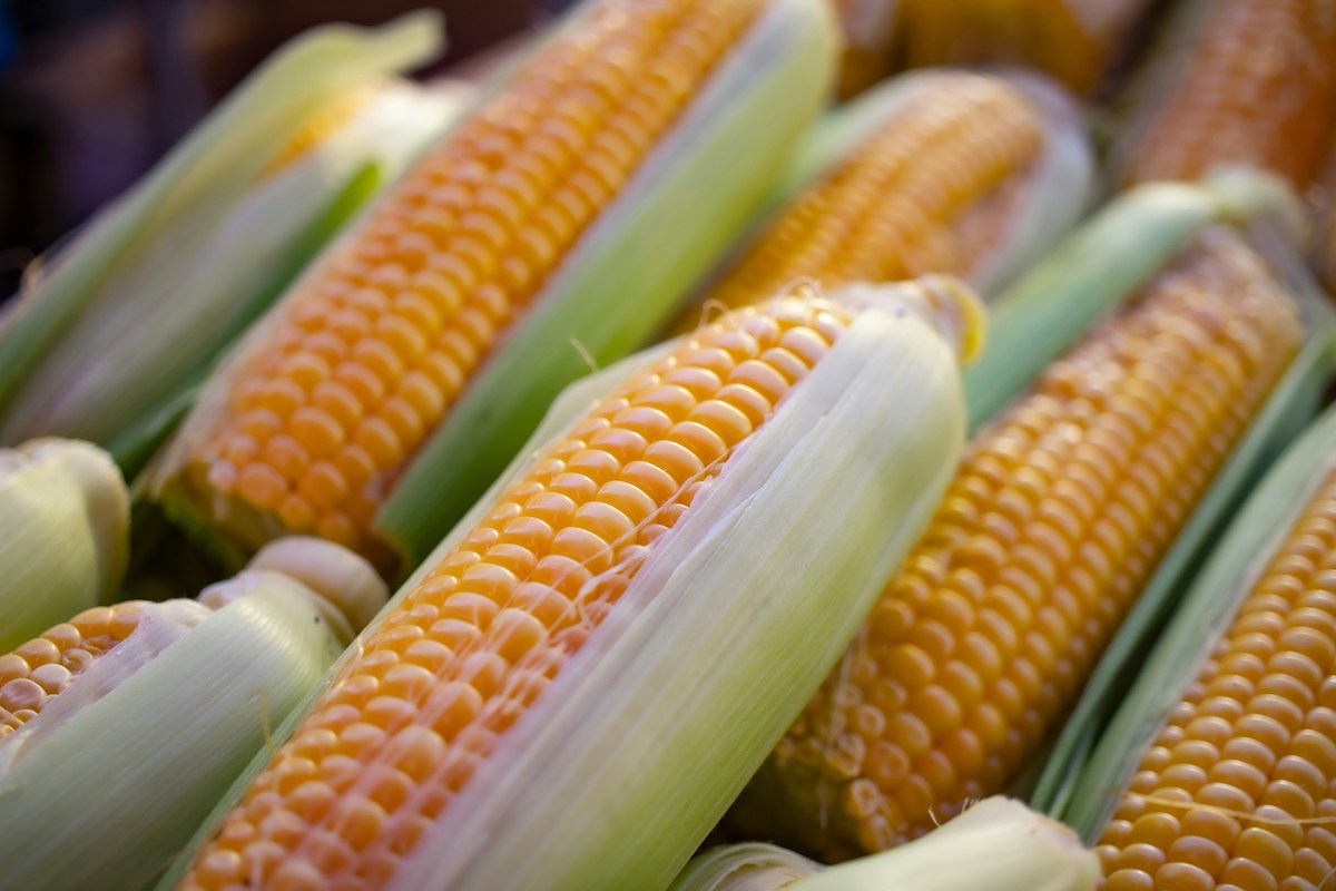 Too much of a good thing: Consequences of overplanting Bt corn in the ...
