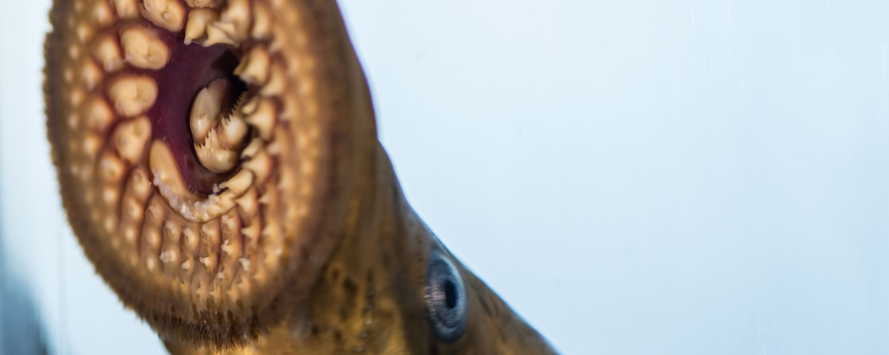 Swimming in the deep: MSU research reveals sea lamprey travel patterns ...
