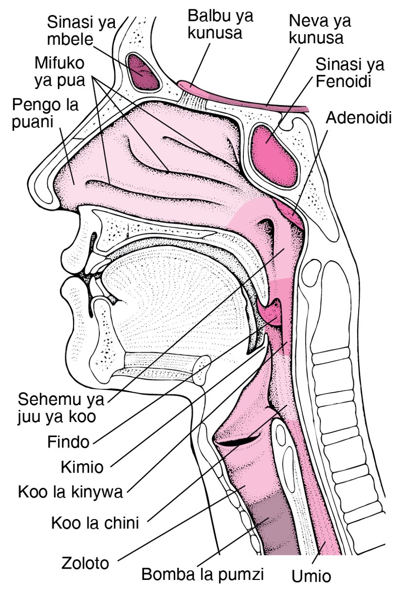 Saratani ya nasofaragi - Matatizo ya Masikio, Pua na Koo - Toleo la ...
