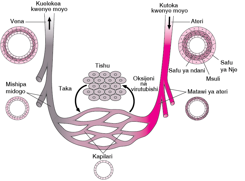 Image:Mishipa ya damu: Kuzungusha Damu-Toleo la Mtumiaji la Mwongozo wa MSD