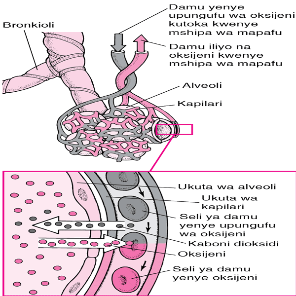 Kubadilishana Oksijeni na Dioksidi Kaboni - Matatizo ya Mapafu na Njia ...