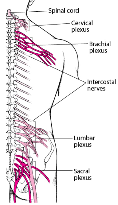 Matatizo ya Plexus - Matatizo ya Plexus - Toleo la Mtumiaji la Mwongozo ...