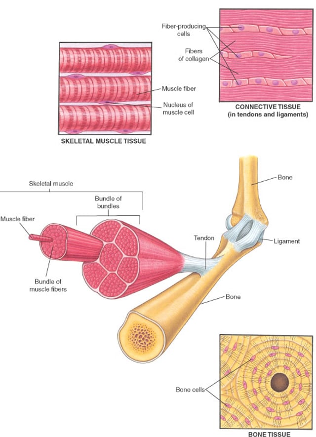 Image:Muscles and Other Tissues of the Musculoskeletal System-MSD ...