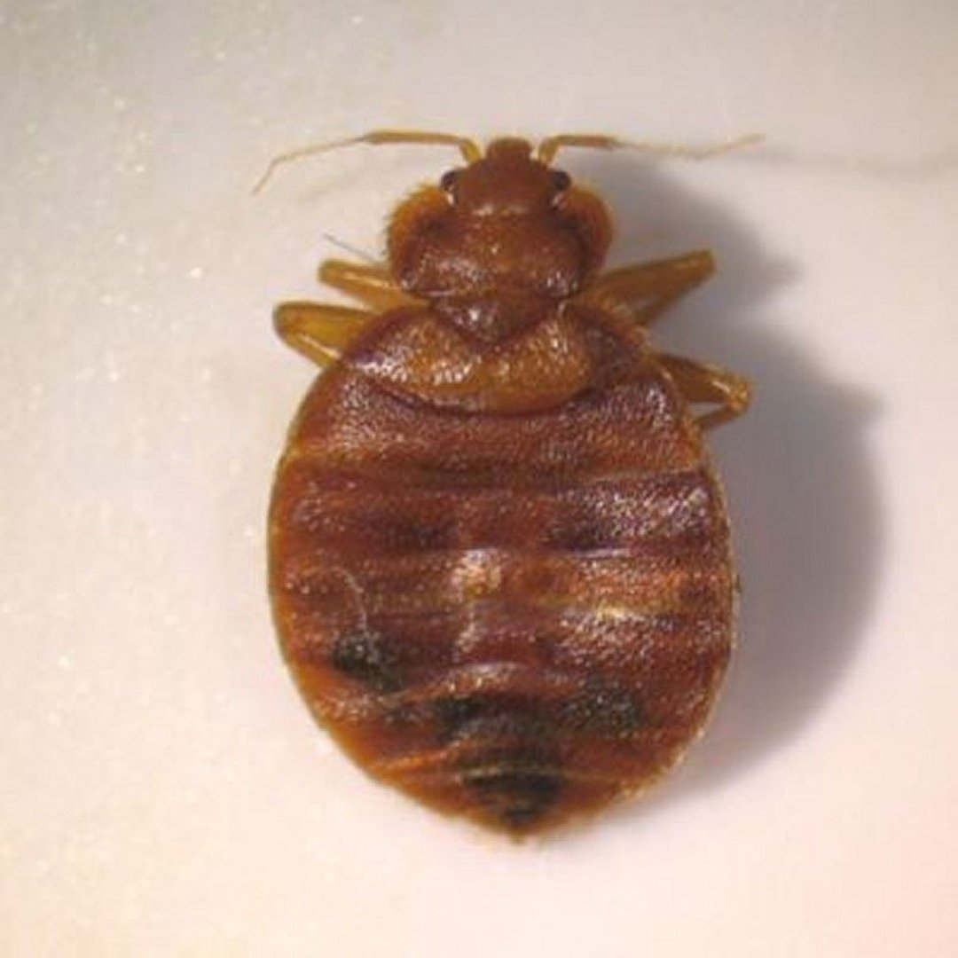 Uvamizi wa Kunguni - Uvamizi wa Kunguni - Toleo la Mtumiaji la Mwongozo ...