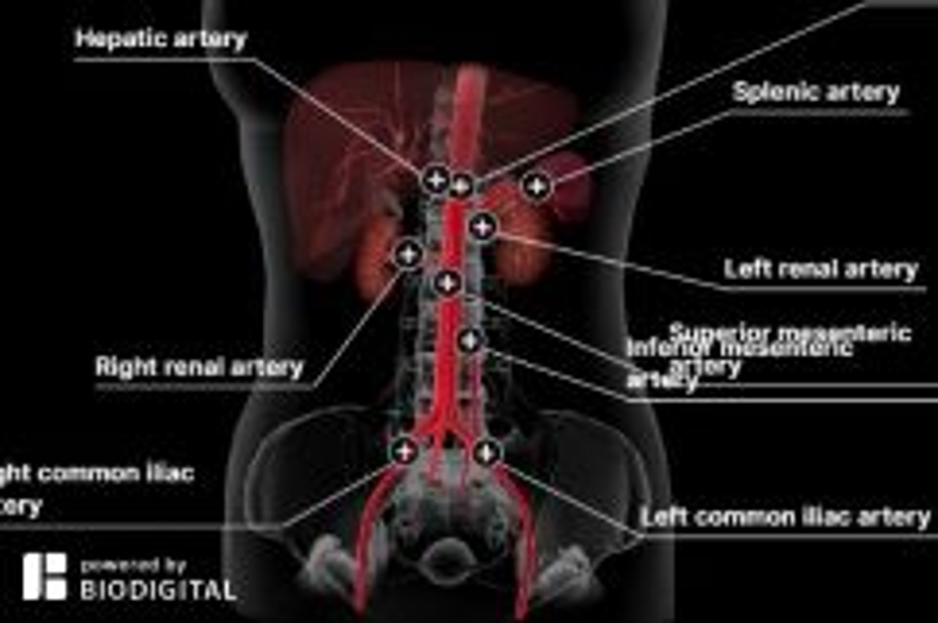 3D Model: Branches of the Abdominal Aorta-Merck Manual Consumer Version