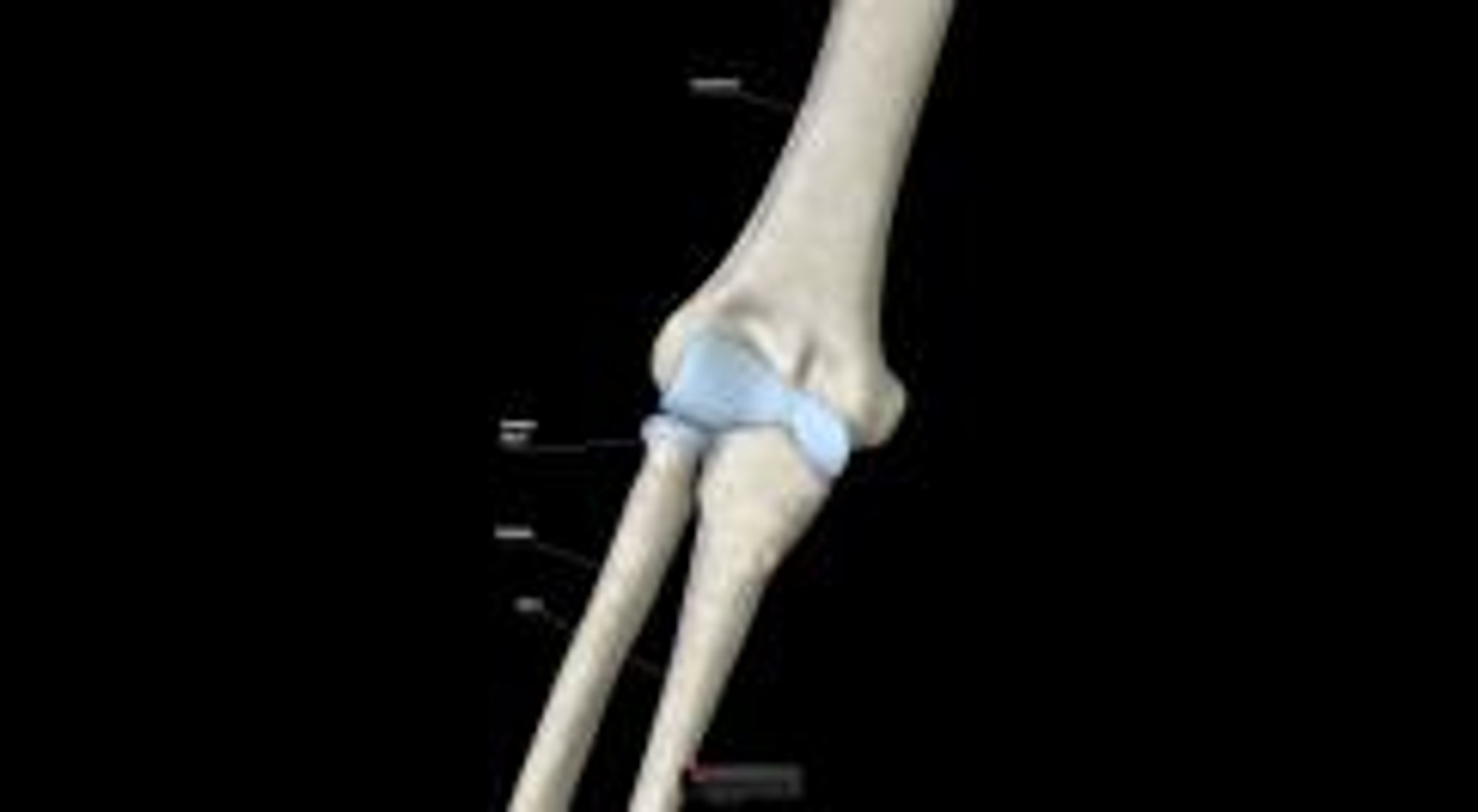 3D Model: Bones of the Elbow-MSD Manual Consumer Version