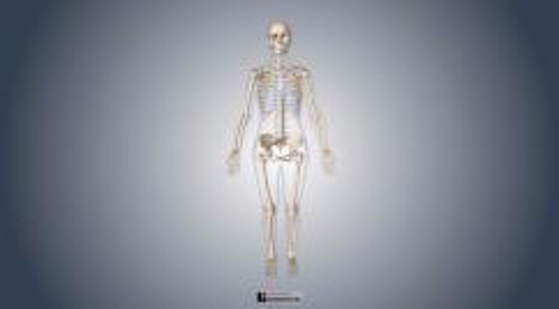 3D Model: Skeletal System-MSD Manual Consumer Version