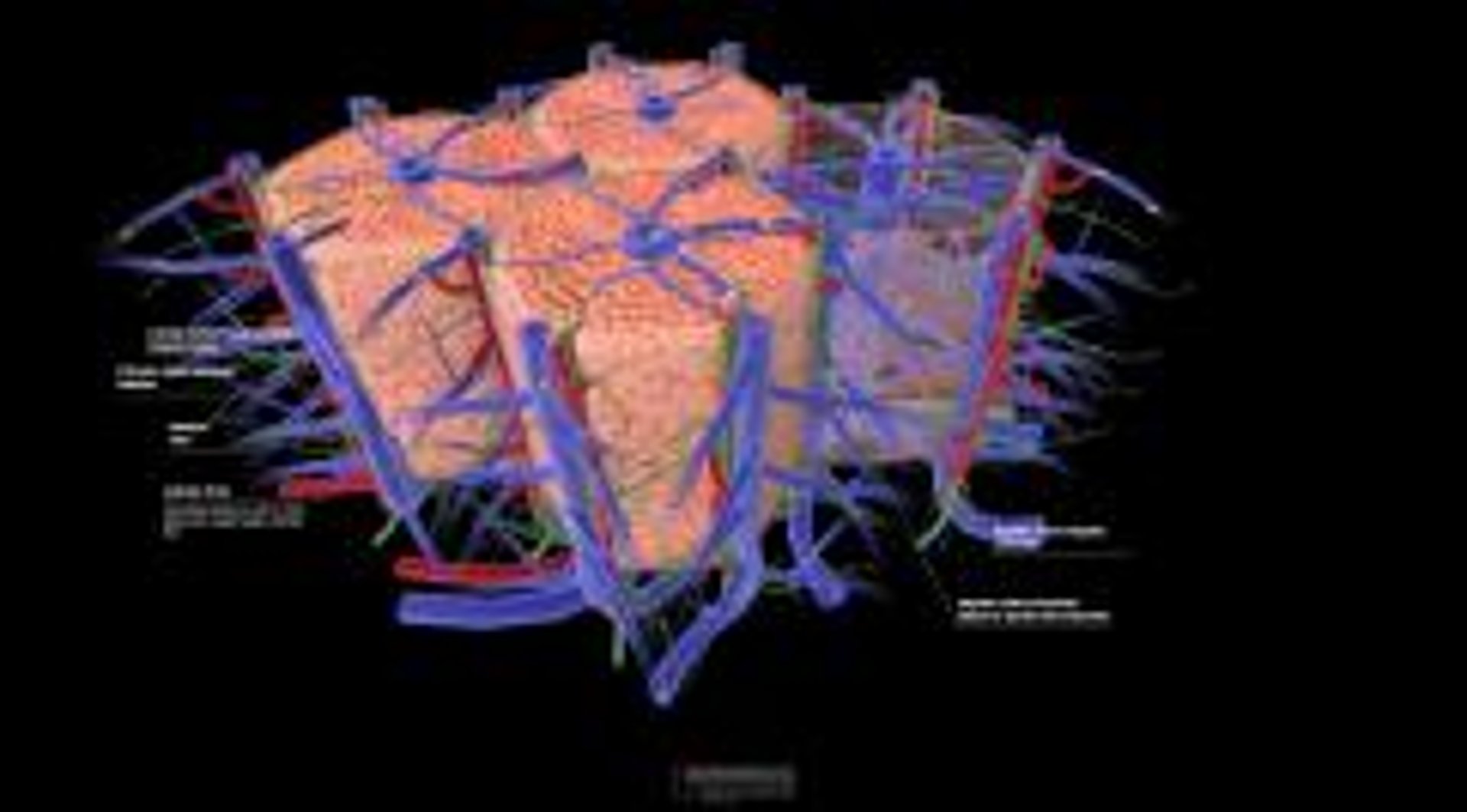 3D Model: Inside the Liver-Merck Manual Consumer Version