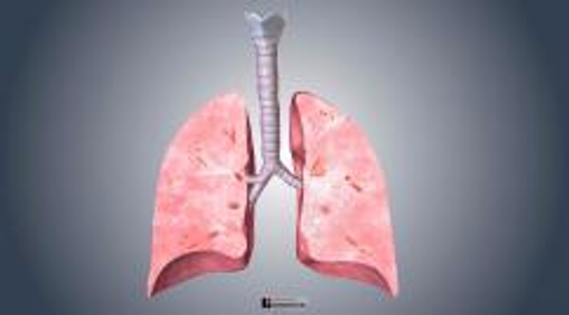 3D Model: Inside the Lungs-Merck Manual Consumer Version
