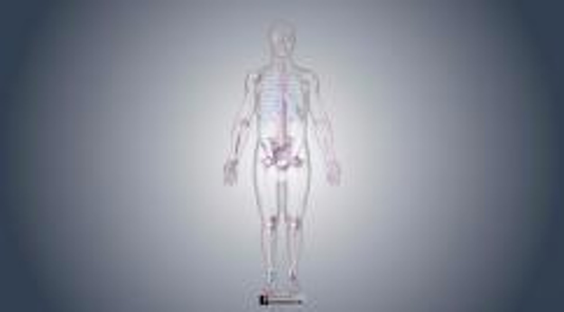 3D Model: Connective Tissue System-MSD Manual Consumer Version