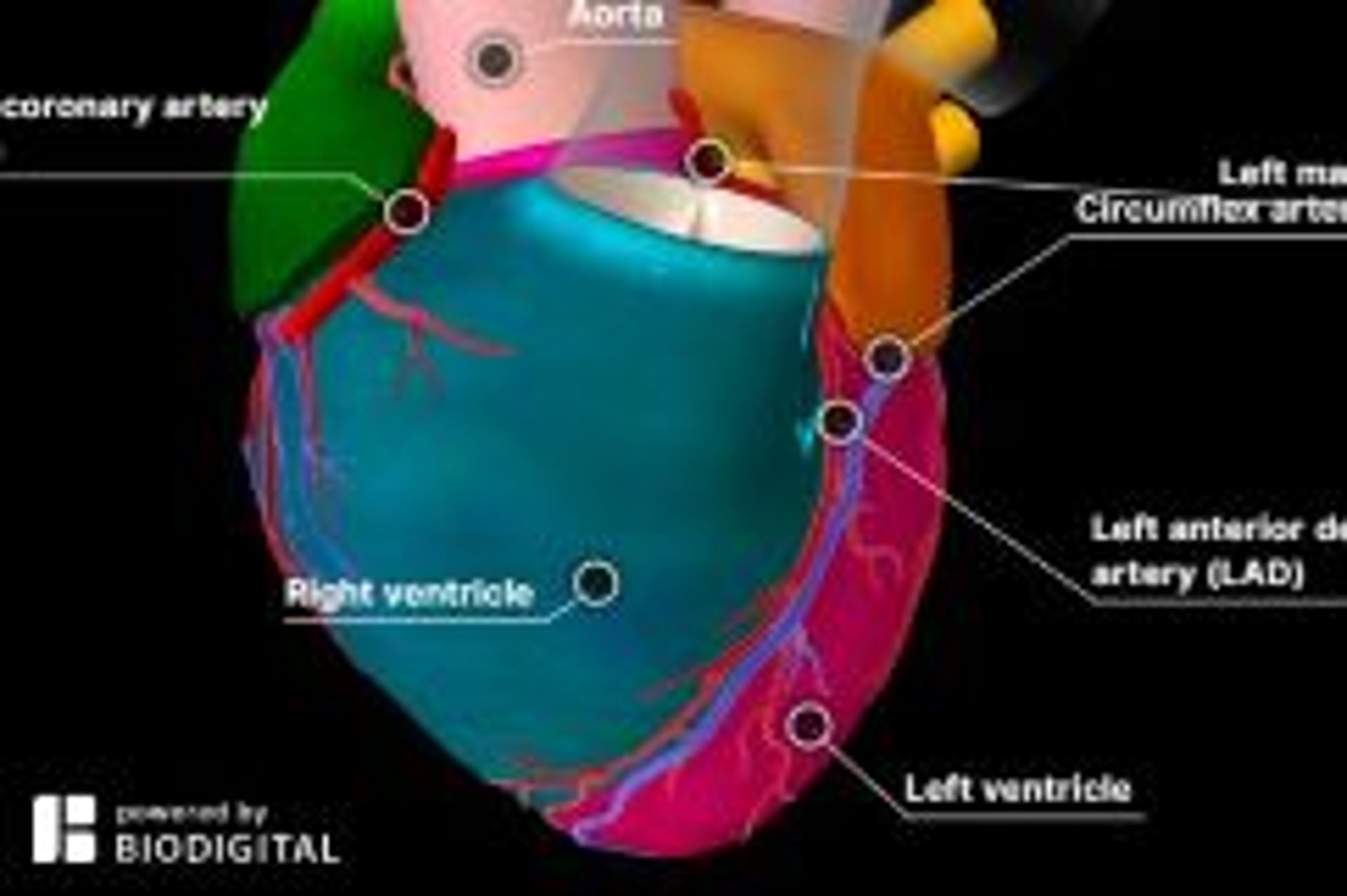 3D Model: The Coronary Arteries-Merck Manual Consumer Version