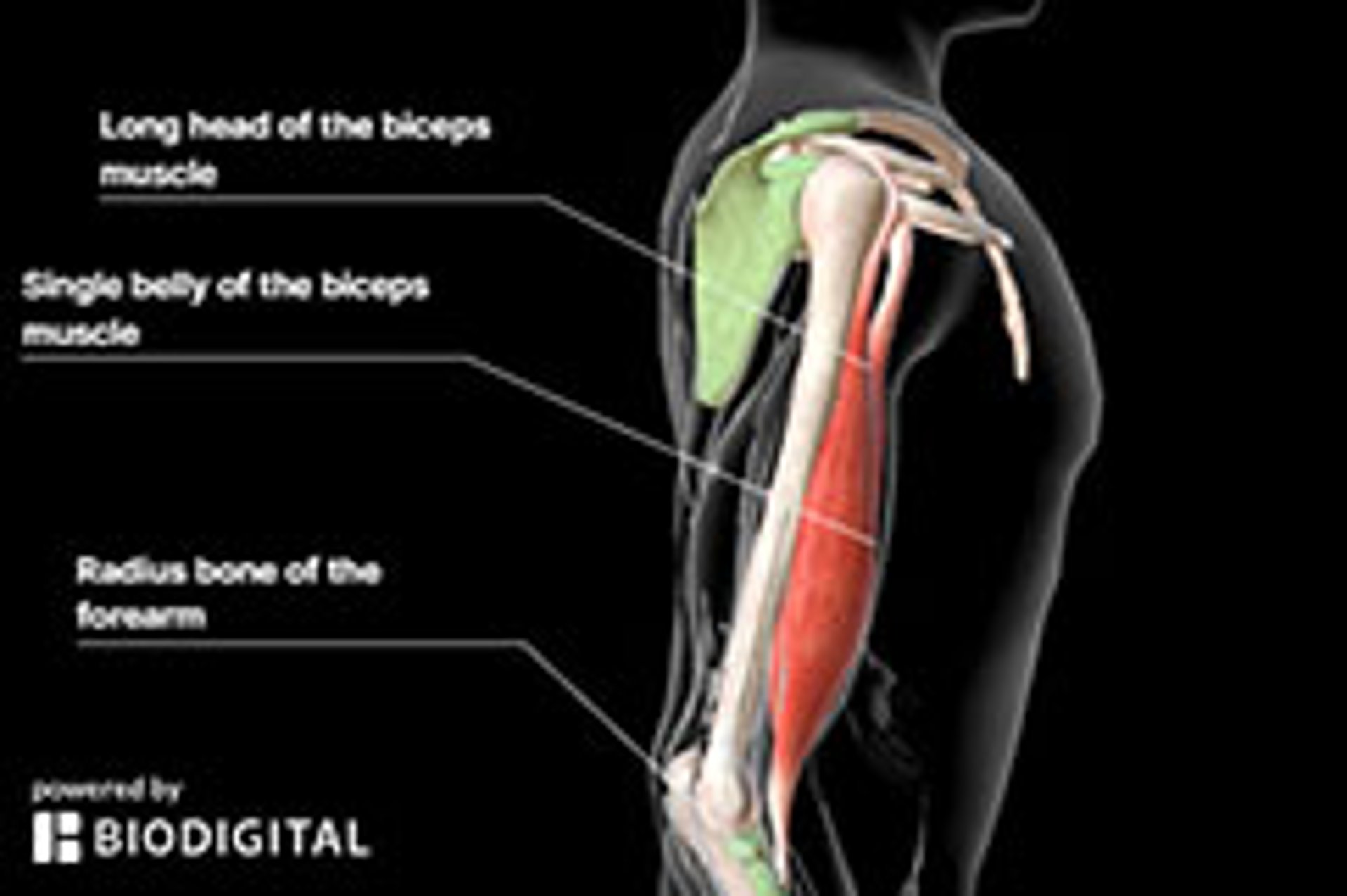 3D Model: Muscle biceps-Manuels MSD pour le grand public