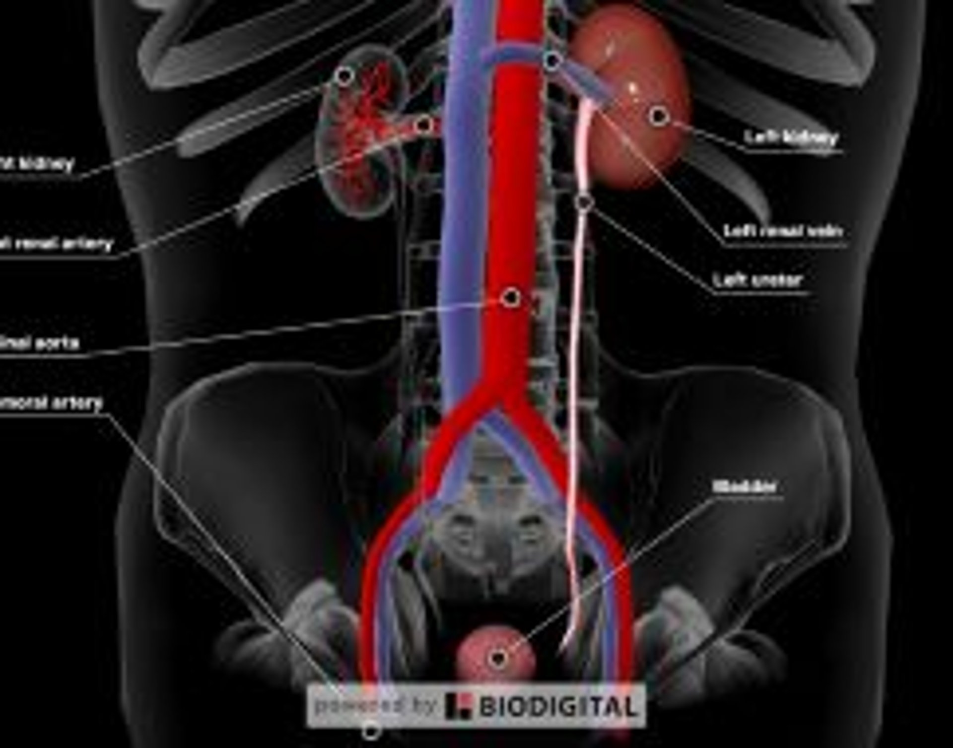 3D Model: Arteri Renalis-Manual MSD Versi Konsumen