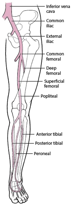 Overview of the Venous System - Heart and Blood Vessel Disorders - MSD ...