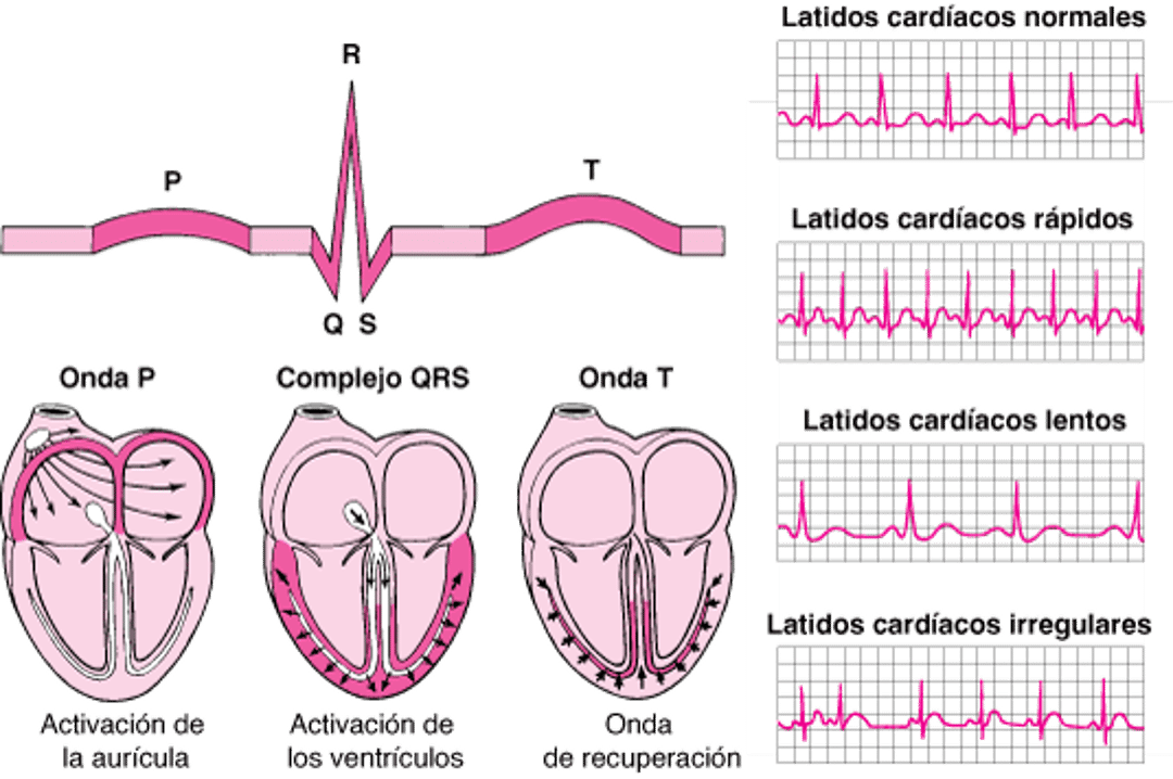 Image:ECG: lectura de las ondas-Manual MSD versión para público general