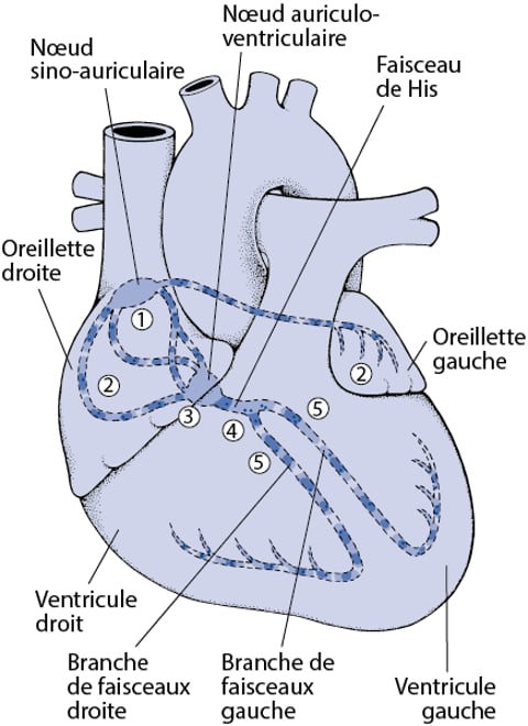 Image:Tracer la voie de conduction cardiaque-Manuels MSD pour le grand ...
