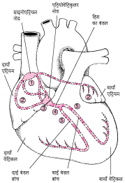बंडल ब्रांच ब्लॉक - हृदय और रक्त वाहिकाओं के विकार - MSD Manual ...