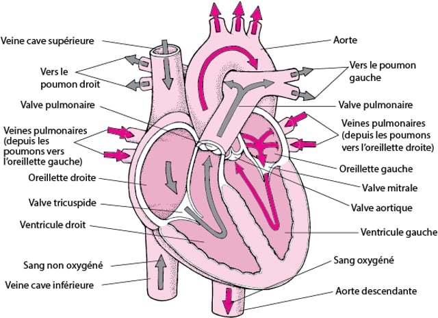 Biologie du cœur - Troubles cardiaques et vasculaires - Manuels MSD ...