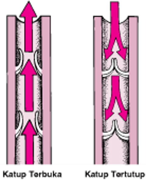 Image:Katup Satu Arah di Vena-Manual MSD Versi Konsumen