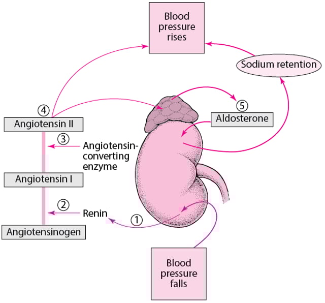 Image:Regulating Blood Pressure: The Renin-Angiotensin-Aldosterone ...