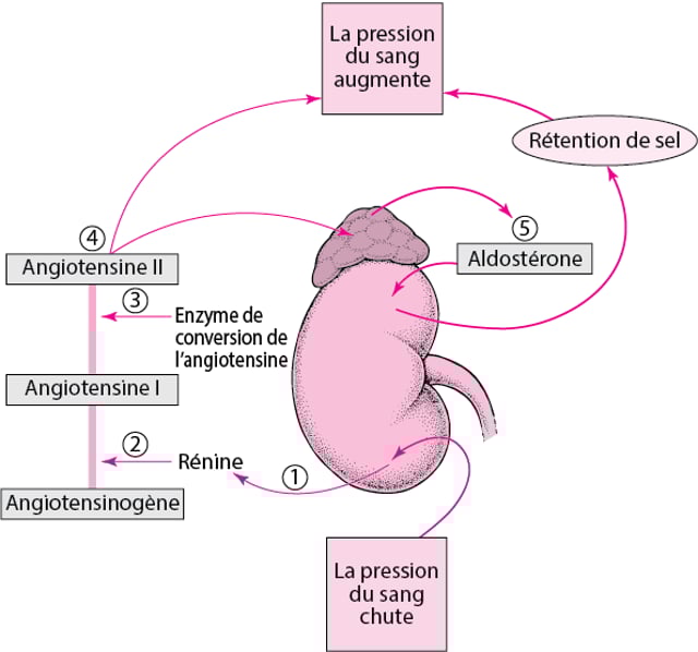 Hypertension artérielle - Troubles cardiaques et vasculaires - Manuels ...
