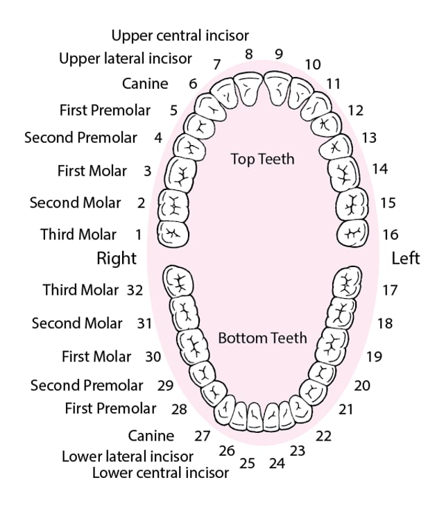 Image:Identification des dents définitives (adultes)-Manuels MSD pour ...
