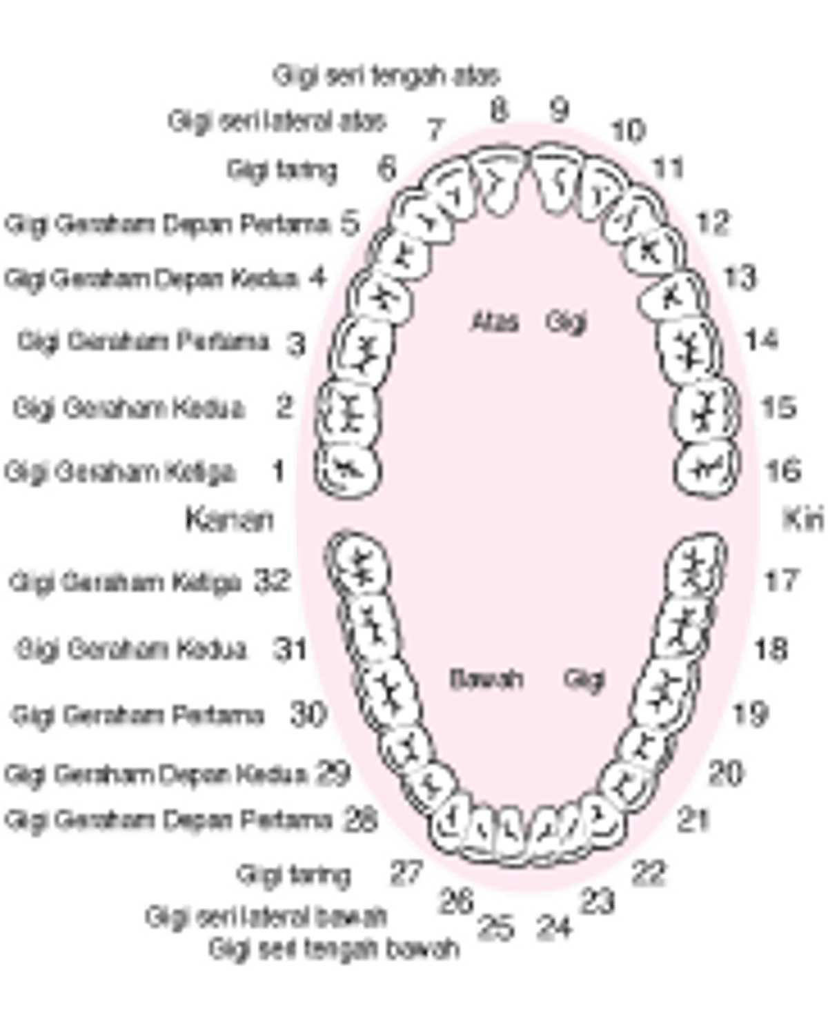 Image:Mengidentifikasi Gigi Permanen (Dewasa)-Manual MSD Versi Konsumen