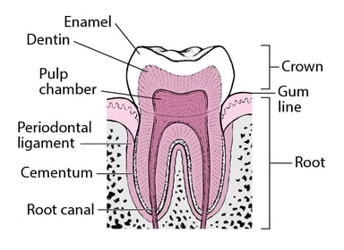 Pulpitis - Mouth and Dental Disorders - MSD Manual Consumer Version