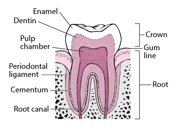 Biology of the Teeth - Mouth and Dental Disorders - MSD Manual Consumer ...