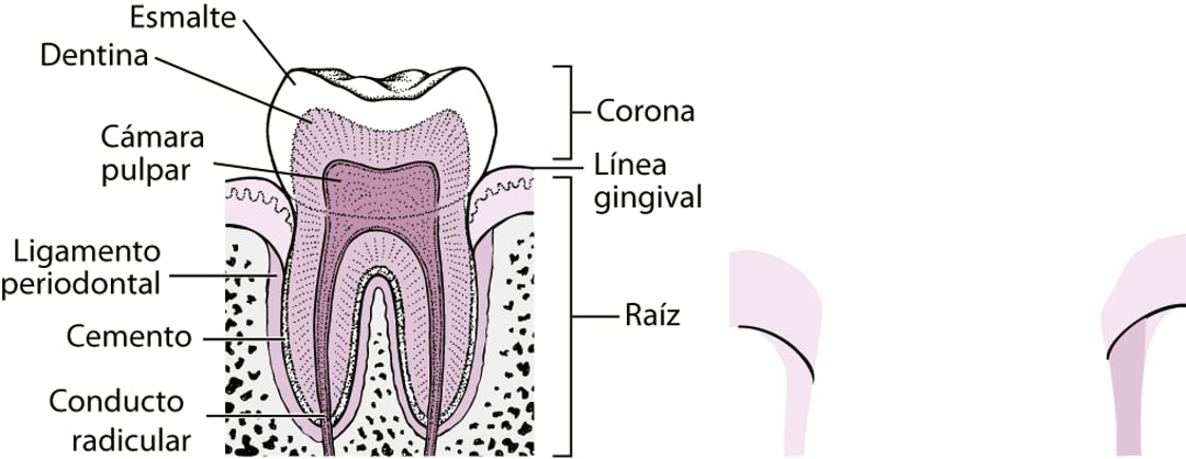 Biología de los dientes - Trastornos bucales y dentales - Manual MSD ...