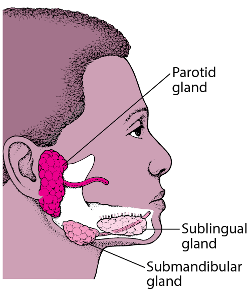 Salivary Gland Disorders - Ear, Nose, and Throat Disorders - MSD Manual ...
