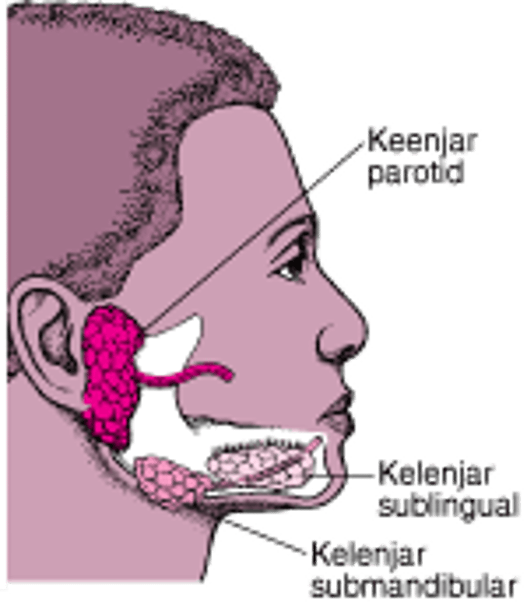 Gangguan Kelenjar Ludah - Gangguan Telinga, Hidung, dan Tenggorokan ...