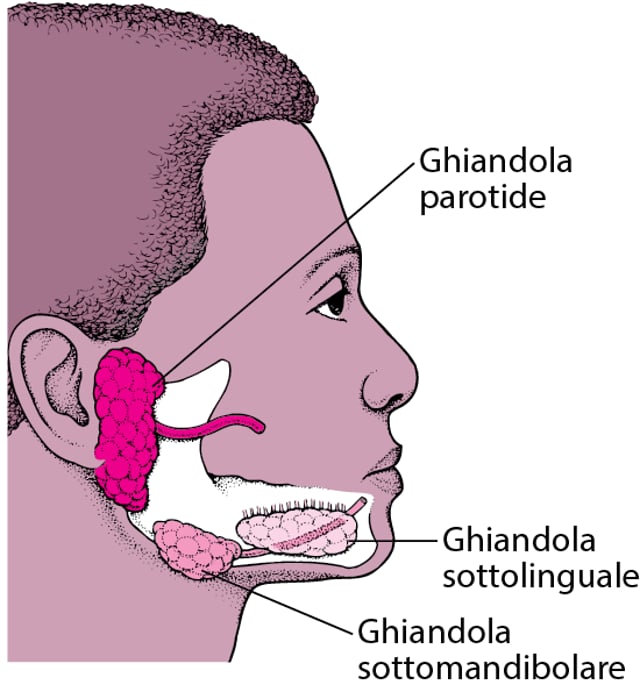 Parotite - Parotite - Manuale MSD, versione per i pazienti