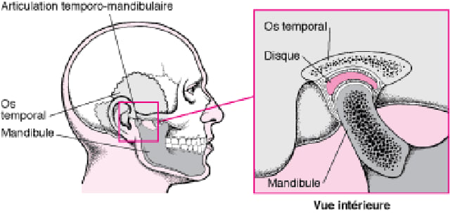 Image:Articulation temporo-mandibulaire-Manuels MSD pour le grand public