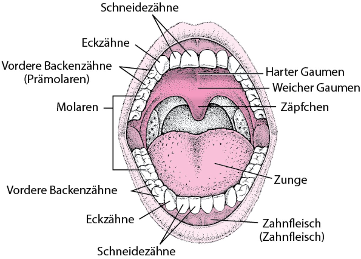 Image:Ein Blick in den Mund-MSD Manual Ausgabe für Patienten