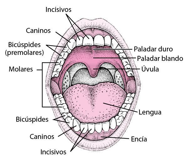 Biología de la boca - Trastornos bucales y dentales - Manual MSD ...
