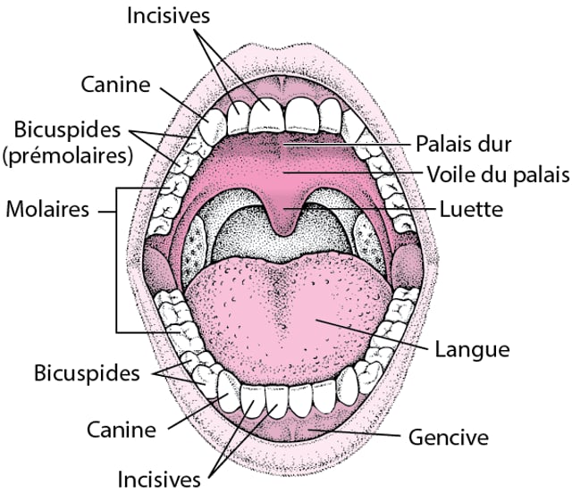Biologie de la cavité buccale - Troubles bucco-dentaires - Manuels MSD ...