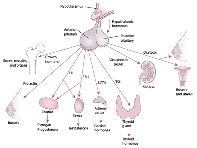 Overview of the Pituitary Gland - Hormonal and Metabolic Disorders - MSD Manual Consumer Version