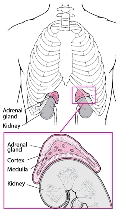 Overview of the Adrenal Glands - Hormonal and Metabolic Disorders ...