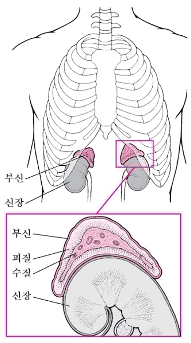 부신 개요 호르몬 및 대사 장애 Msd 매뉴얼 일반인용
