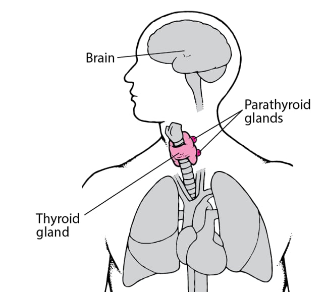 Overview of Parathyroid Function - Overview of Parathyroid Function ...