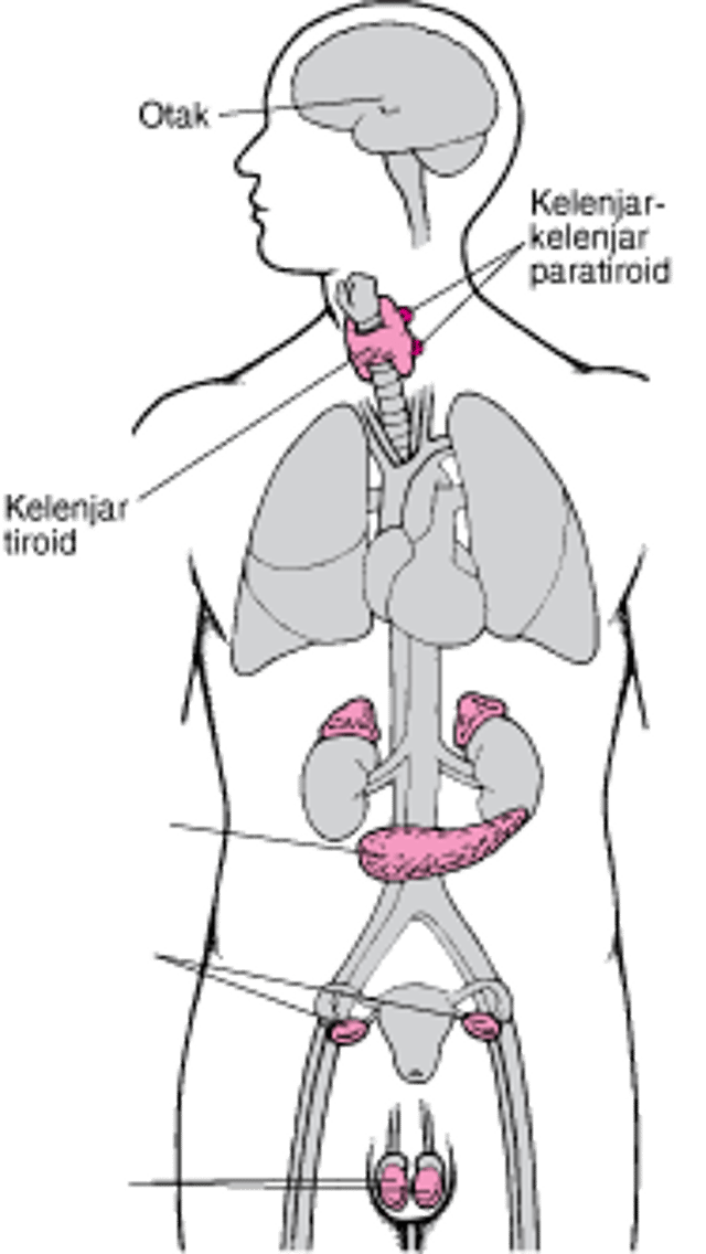 Gambaran Umum Tentang Fungsi Paratiroid - Gangguan Hormonal dan ...