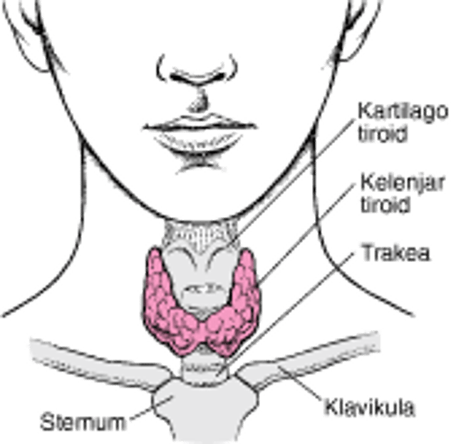 Gambaran Umum Tentang Kelenjar Tiroid - Gangguan Hormonal dan Metabolik ...