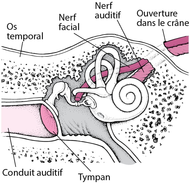 Image:Os temporal-Manuels MSD pour le grand public