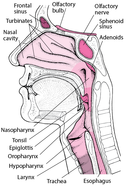Introduction to Nose and Sinus Disorders - Ear, Nose, and Throat ...