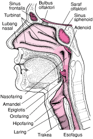 Abses Retrofaring - Gangguan Telinga, Hidung, dan Tenggorokan - Manual ...