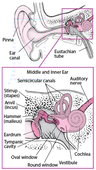 Overview of the Middle Ear - Ear, Nose, and Throat Disorders - MSD ...