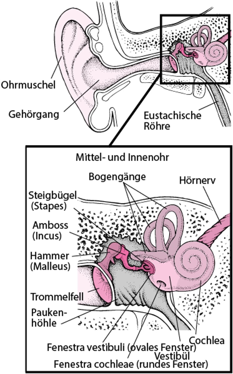 Überblick des Mittelohrs - Überblick des Mittelohrs - MSD Manual ... Überblick des Mittelohrs - Überblick des Mittelohrs - MSD Manual ...