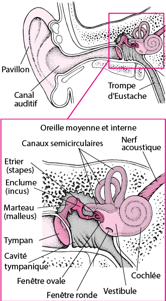 étourdissements Et Vertiges Troubles Du Nez De La Gorge Et De L